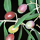 Oleaceae - Monaco Nature Encyclopedia