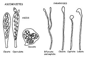 Fungi - Monaco Nature Encyclopedia