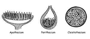 Fungi - Monaco Nature Encyclopedia