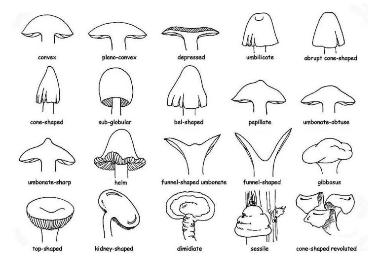 Fungi - Monaco Nature Encyclopedia
