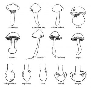 Fungi - Monaco Nature Encyclopedia
