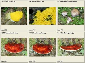 Fungi - Monaco Nature Encyclopedia