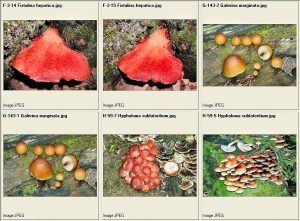 Fungi - Monaco Nature Encyclopedia