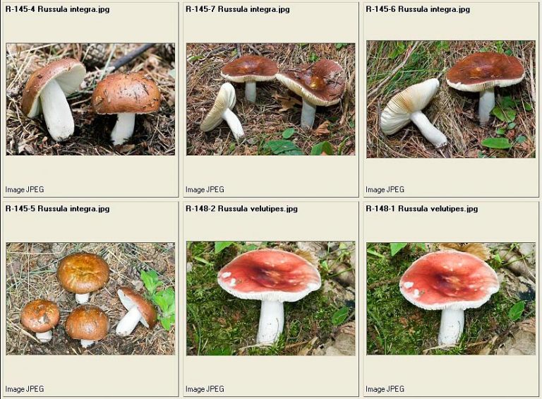 Fungi - Monaco Nature Encyclopedia