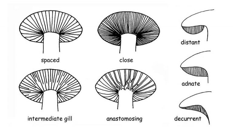 Fungi - Monaco Nature Encyclopedia
