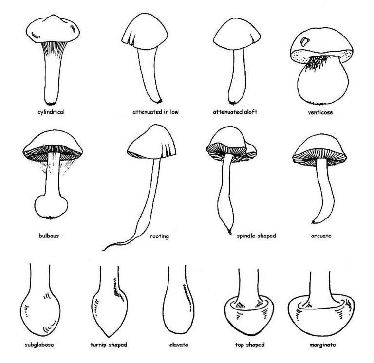 Fungi - Monaco Nature Encyclopedia