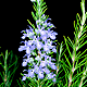 Lamiaceae - Monaco Nature Encyclopedia