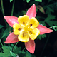 Ranunculaceae - Monaco Nature Encyclopedia