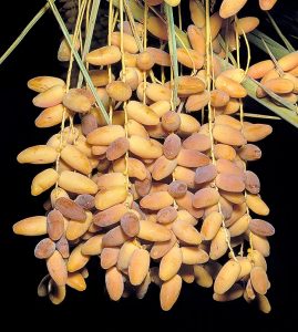 Arecaceae - Monaco Nature Encyclopedia