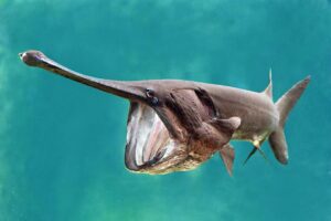 Osteichthyes - Monaco Nature Encyclopedia