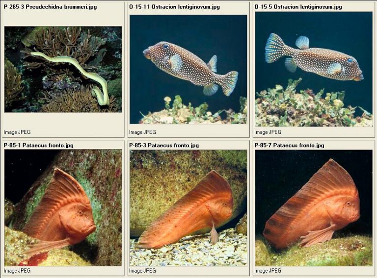 Pisces - Monaco Nature Encyclopedia
