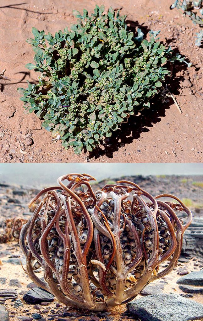 Brassicaceae - Monaco Nature Encyclopedia