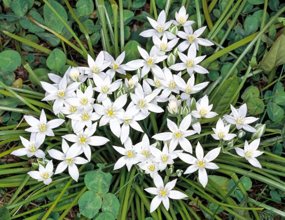 Asparagaceae - Monaco Nature Encyclopedia