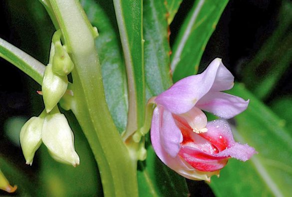 Balsaminaceae - Monaco Nature Encyclopedia