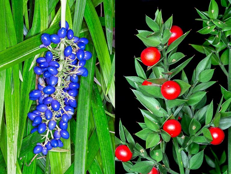 Asparagaceae - Monaco Nature Encyclopedia