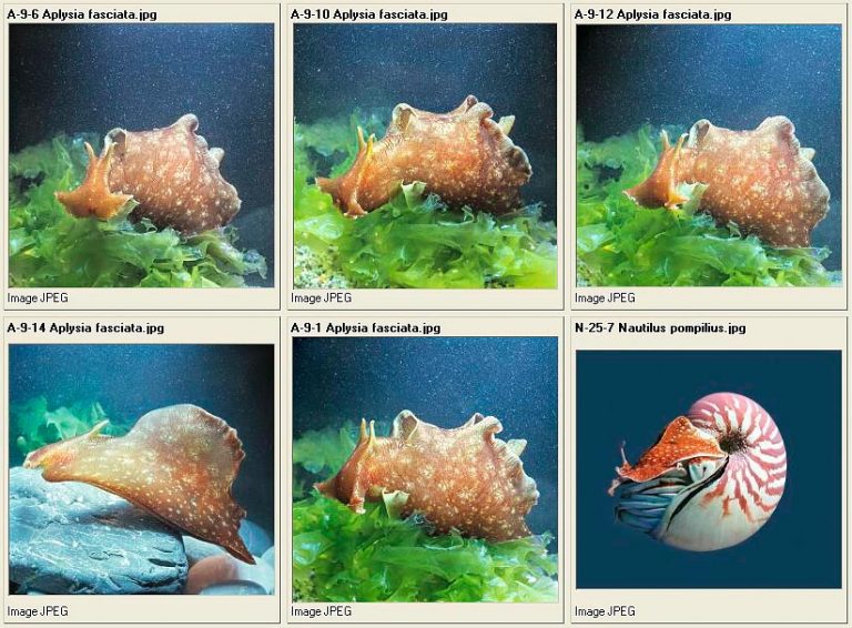 Mollusca - Monaco Nature Encyclopedia