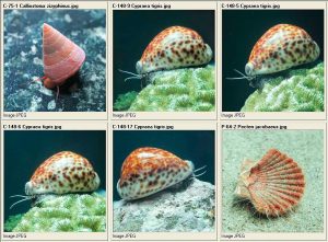 Mollusca - Monaco Nature Encyclopedia