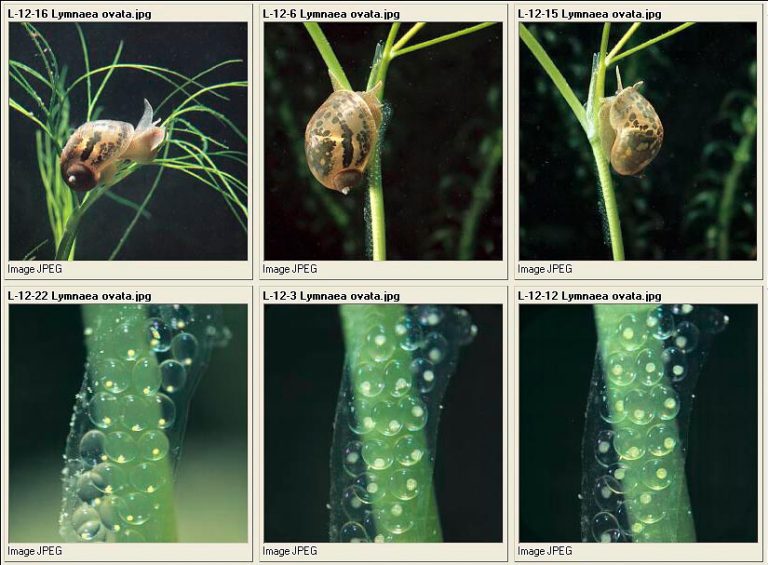 Mollusca - Monaco Nature Encyclopedia