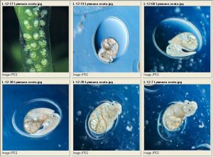 Mollusca - Monaco Nature Encyclopedia