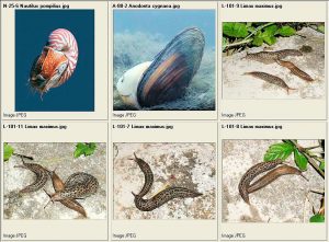 Mollusca - Monaco Nature Encyclopedia