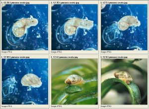 Mollusca - Monaco Nature Encyclopedia