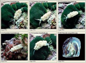 Mollusca - Monaco Nature Encyclopedia