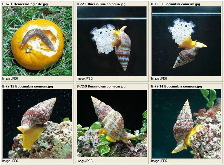 Mollusca - Monaco Nature Encyclopedia