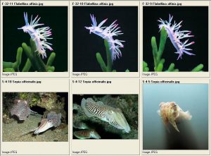 Mollusca - Monaco Nature Encyclopedia