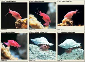 Mollusca - Monaco Nature Encyclopedia