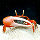 Crustacea - Monaco Nature Encyclopedia