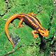 Caudata - Monaco Nature Encyclopedia
