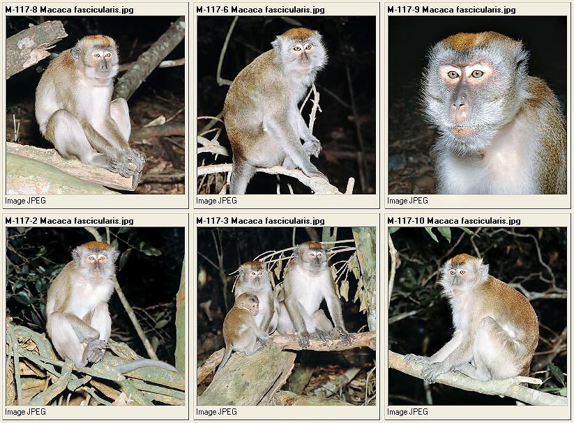 Primates - Monaco Nature Encyclopedia