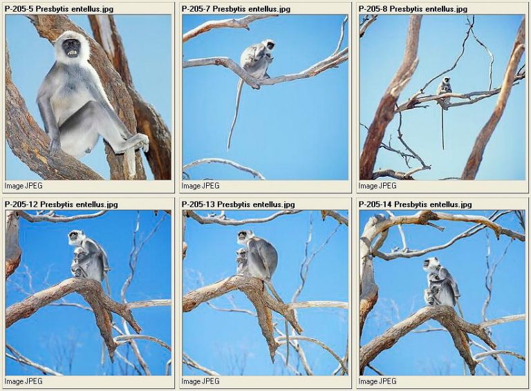 Primates - Monaco Nature Encyclopedia
