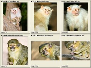 Primates - Monaco Nature Encyclopedia