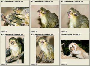Primates - Monaco Nature Encyclopedia