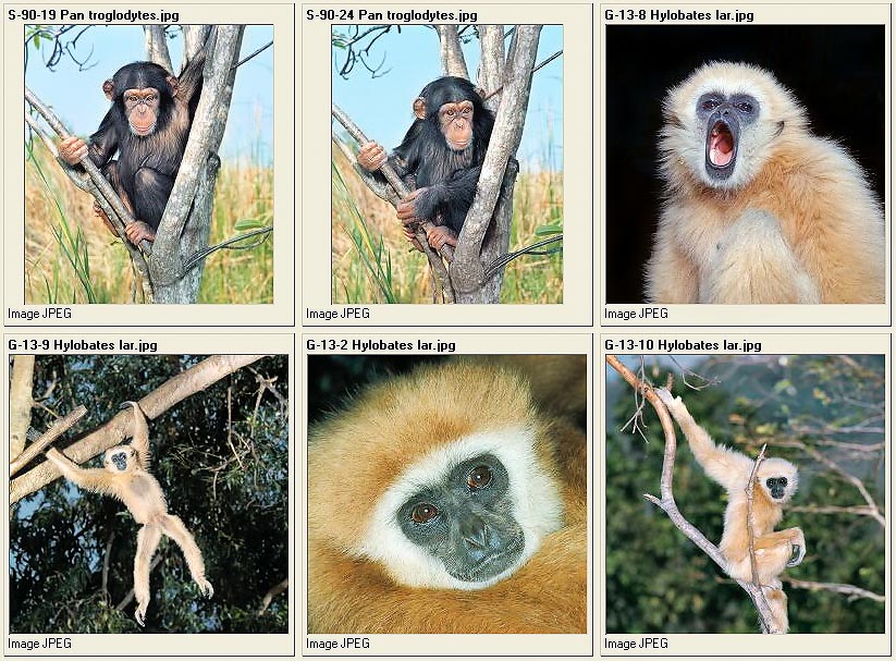Primates - Monaco Nature Encyclopedia