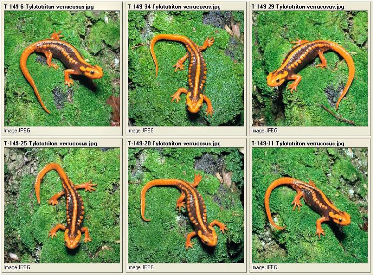 Caudata - Monaco Nature Encyclopedia