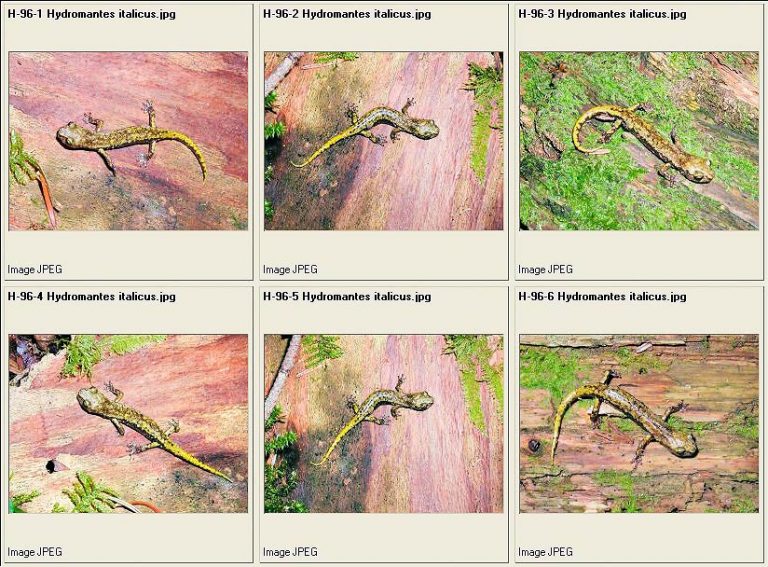 Caudata - Monaco Nature Encyclopedia