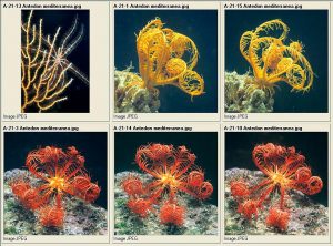 Echinodermata - Monaco Nature Encyclopedia