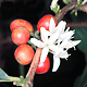 Rubiaceae - Monaco Nature Encyclopedia