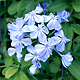 Plumbaginaceae - Monaco Nature Encyclopedia