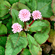Polygonaceae - Monaco Nature Encyclopedia
