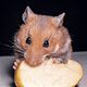 Rodentia - Monaco Nature Encyclopedia