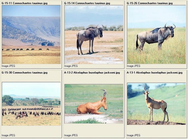 Artiodactyla - Monaco Nature Encyclopedia