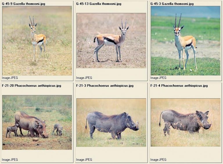 Artiodactyla - Monaco Nature Encyclopedia
