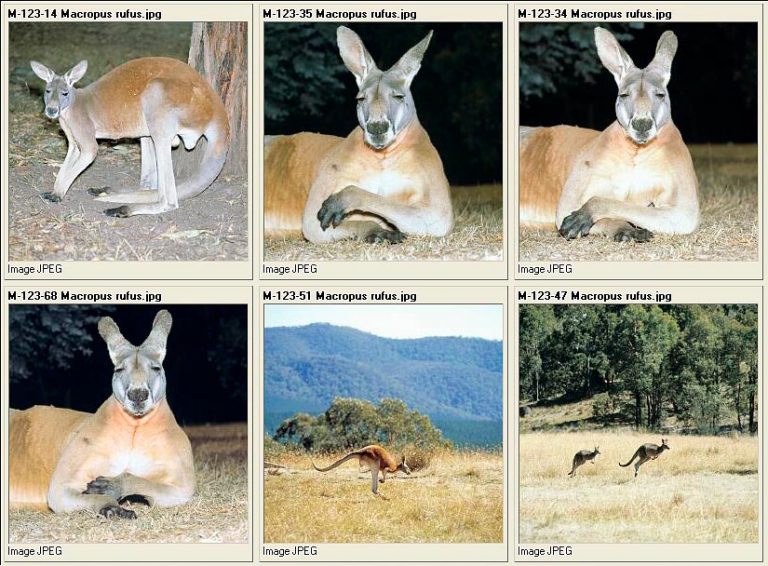 Marsupialia - Monaco Nature Encyclopedia