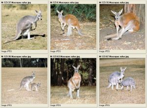 Marsupialia - Monaco Nature Encyclopedia