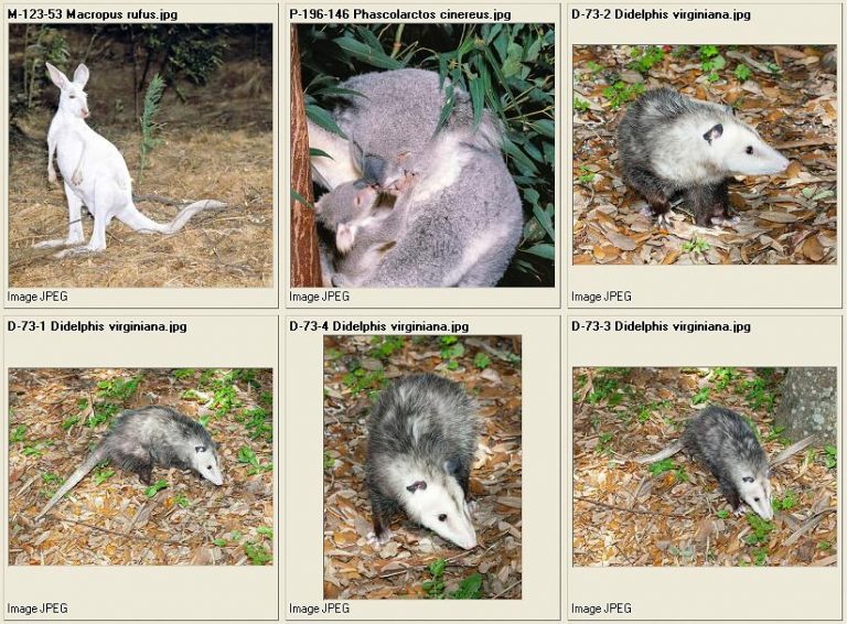 Marsupialia - Monaco Nature Encyclopedia