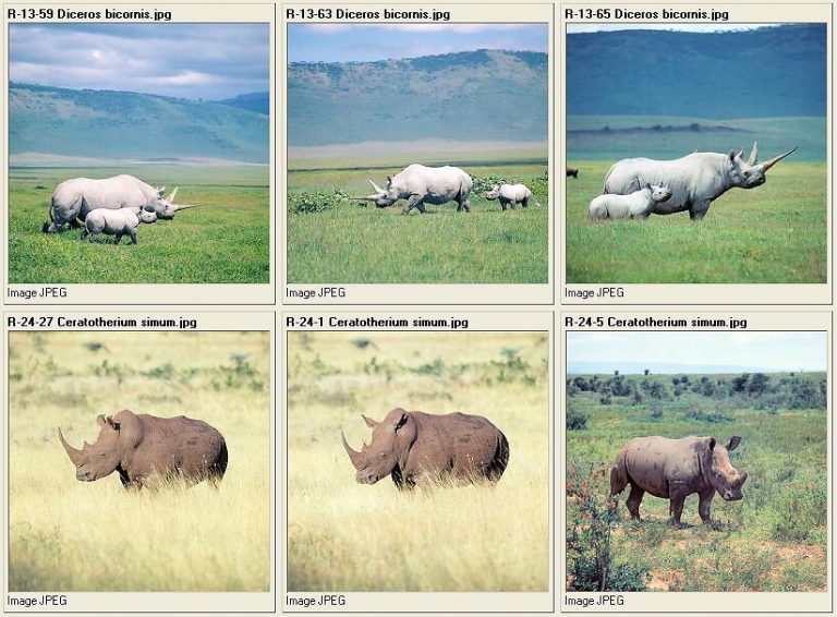 Perissodactyla - Monaco Nature Encyclopedia