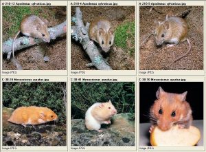 Rodentia - Monaco Nature Encyclopedia